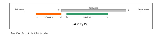 Anaplastic Lymphoma Kinase (ALK) – LUNG – Cancer Genetics and Genomics ...