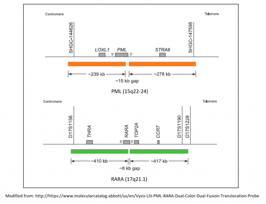 APL – FISH (Dx) – Cancer Genetics and Genomics Laboratory