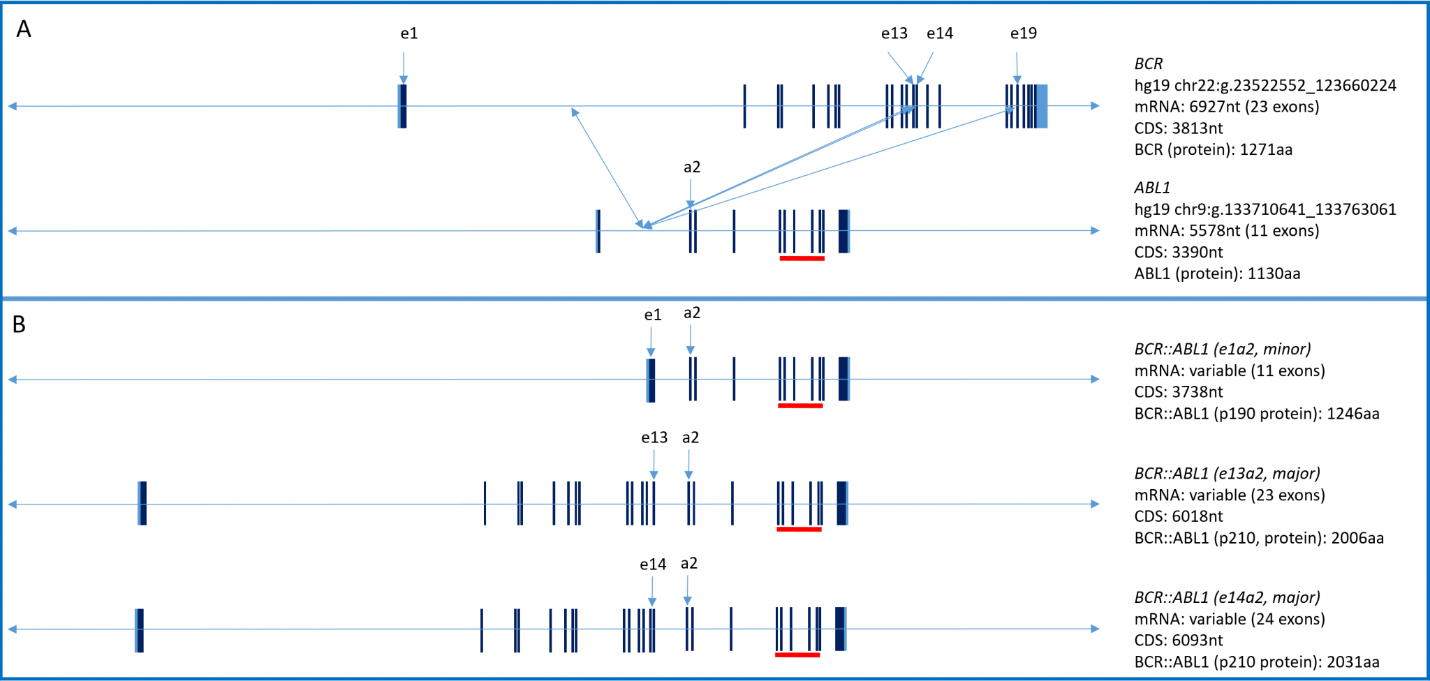 Acute Lymphoblastic Leukemia (Ph positive) – Cancer Genetics and ...