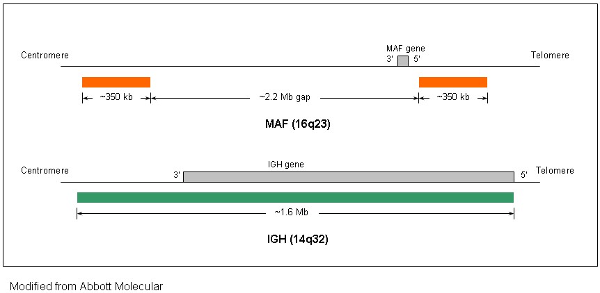 Multiple Myeloma – Cancer Genetics and Genomics Laboratory